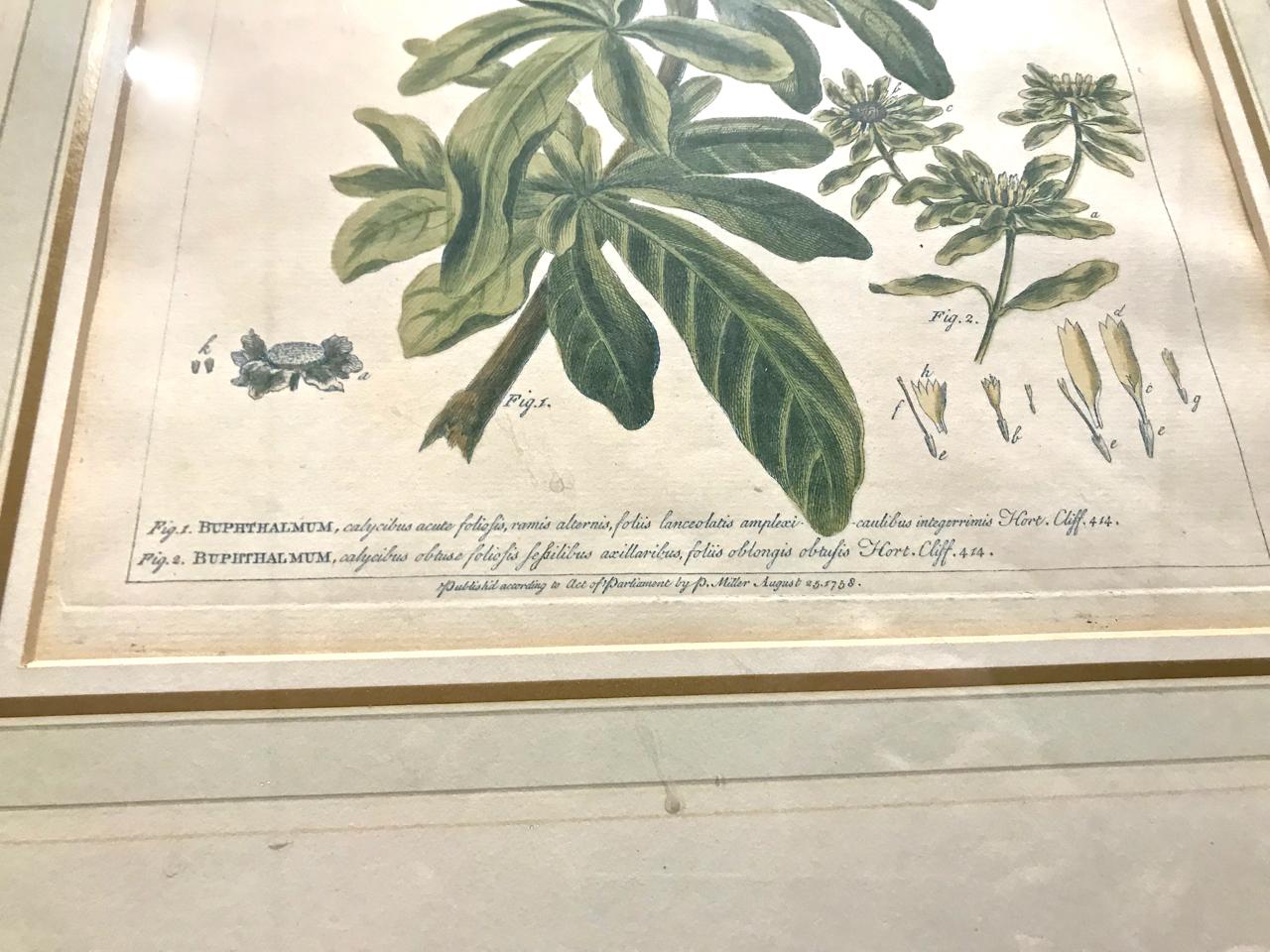 Botanical Engravings, circa 1750, Set of 4 at 1stDibs