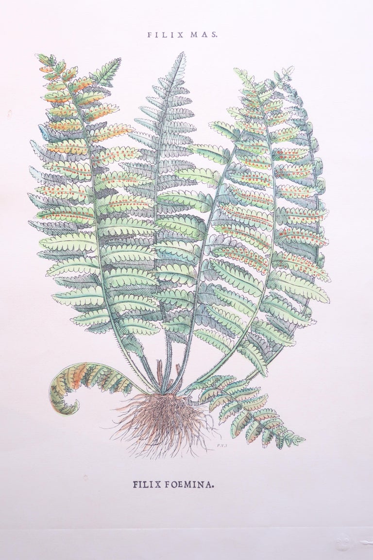 Botanical Fern Prints, Collection of Twenty-Six Botanical Framed Fern ...