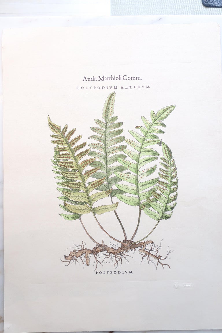 Botanical Fern Prints, Collection of Twenty-Six Botanical Framed Fern ...