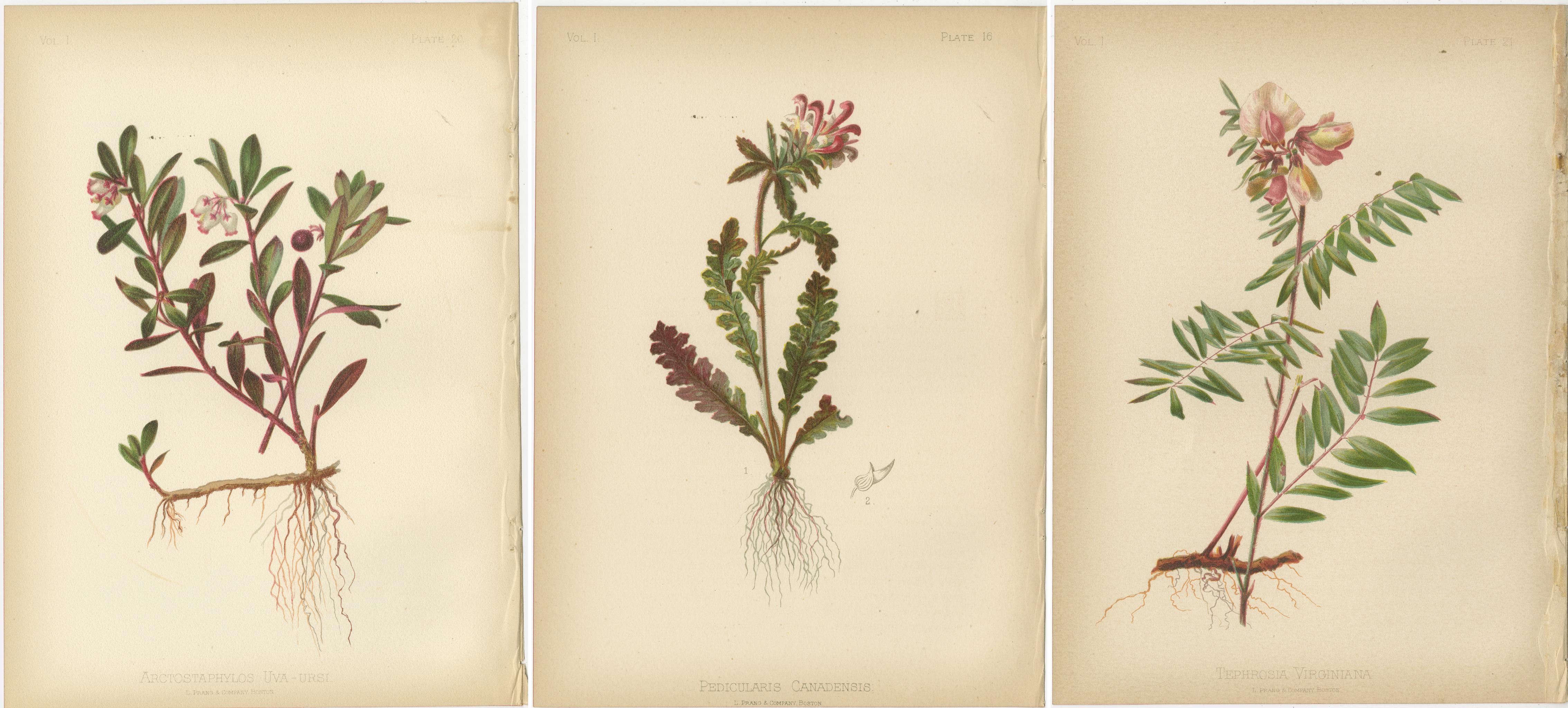 Botanical Harmony: A Triptych of Native American Flora, 1879 at 1stDibs