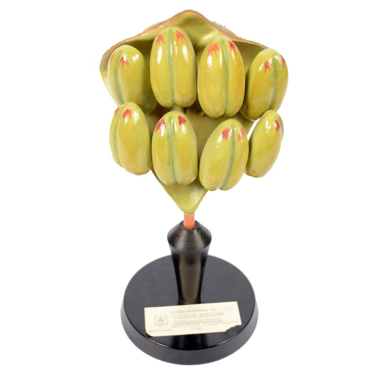 German 1930s Antique Botanical Model of the Corylus Avellana Hazelnut ...