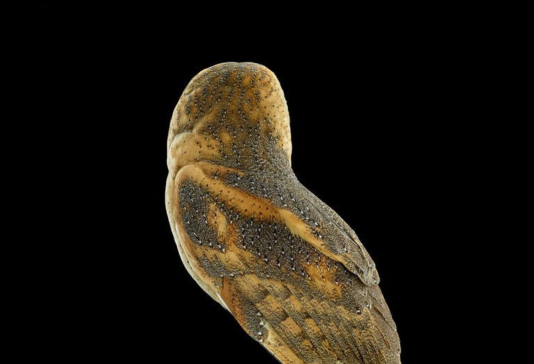 Brad Wilson - Barn Owl #4 For Sale at 1stDibs