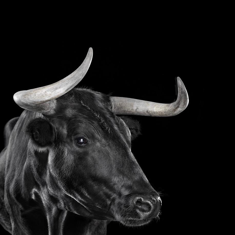 Brad Wilson - Bull #3, Los Angeles, California, USA, 2018 For Sale at ...