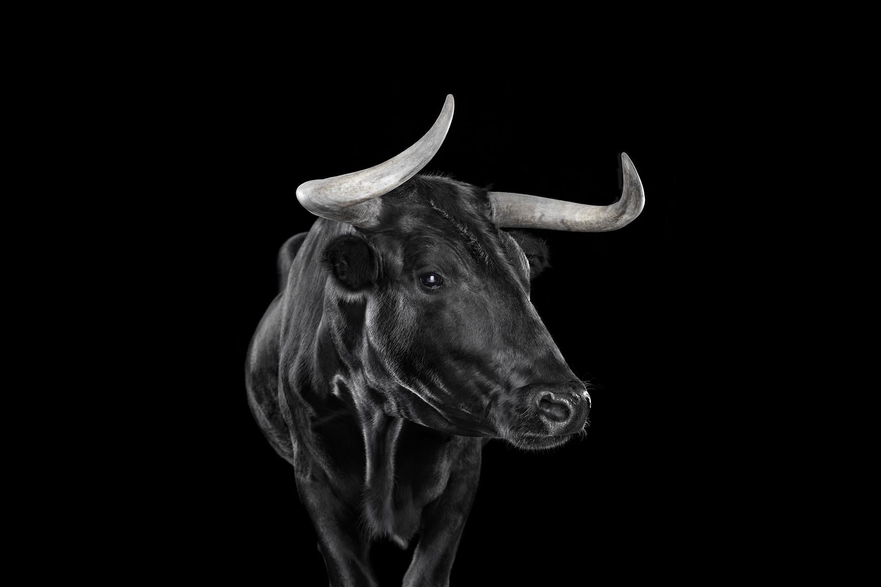 Brad Wilson - Bull #3, Los Angeles, California, USA, 2018 For Sale at ...