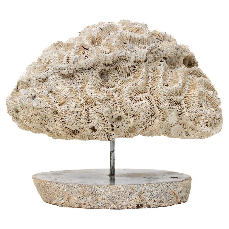 Brain Coral Mounted on a Polished Agate Slice For Sale at 1stDibs