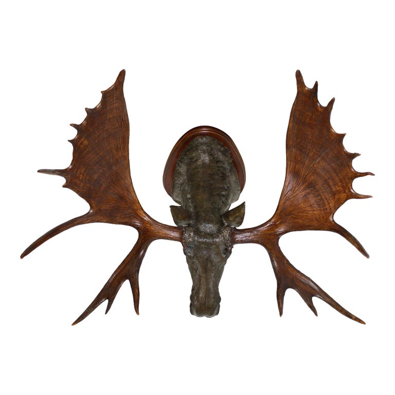 Bronze Moose with Antlers on Walnut Wall-Mount Plaque at 1stDibs ...