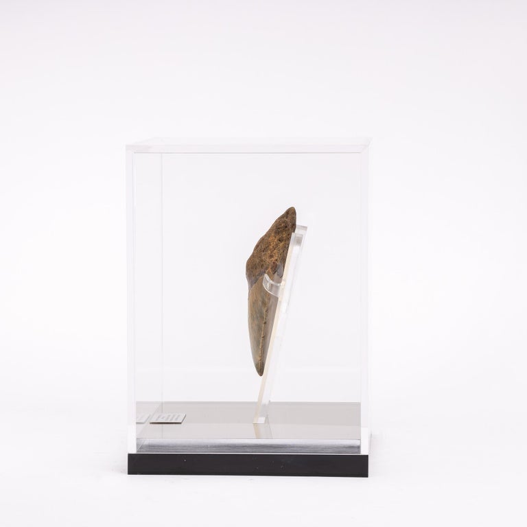 Brown Fossil Megalodon "The Monster Shark" Tooth in Acrylic Custom Box ...