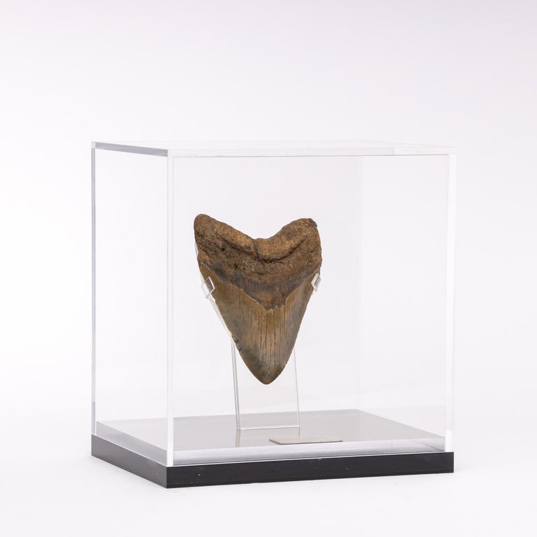 Brown Fossil Megalodon "The Monster Shark" Tooth in Acrylic Custom Box ...