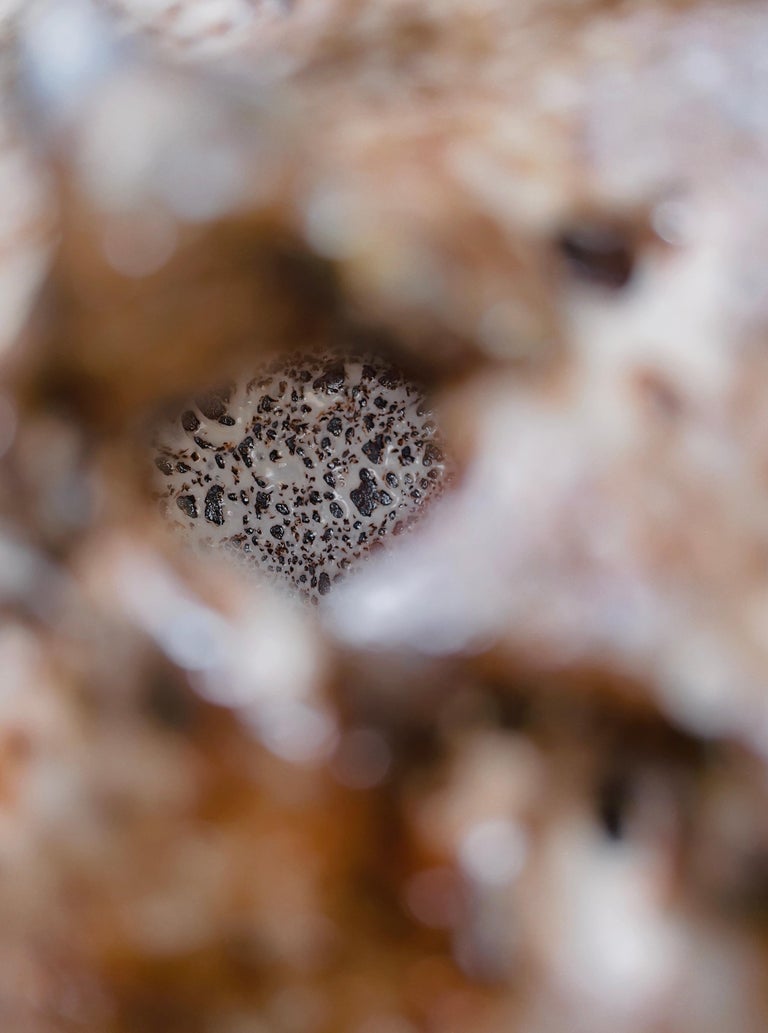 Brown Rituals Vase by Lisa Geue For Sale at 1stDibs