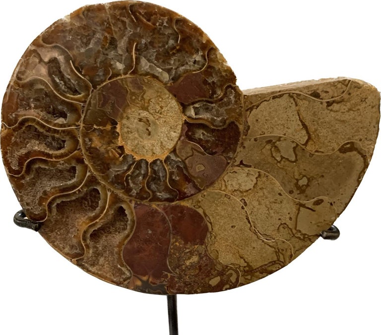 Brown Shades Ammonite On Stand, Madagascar, Prehistoric For Sale at 1stDibs