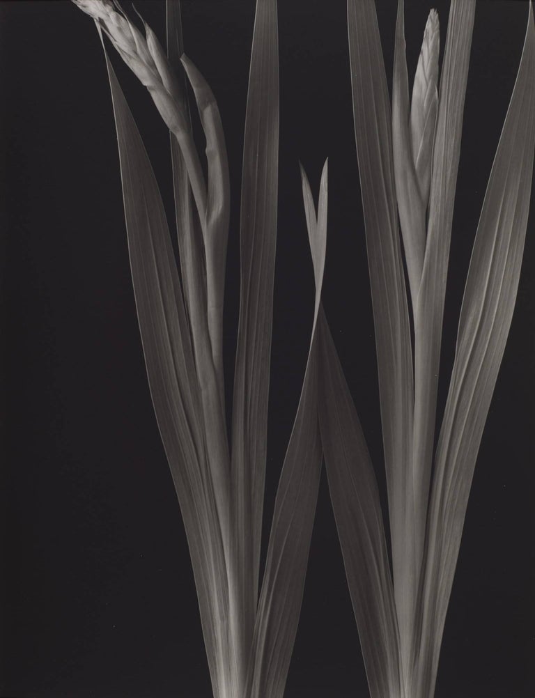 Bruce Rae - Gladioli I at 1stDibs