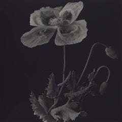 Edward Weston - Piano, Meraux, 1941, Photograph: For Sale at 1stdibs