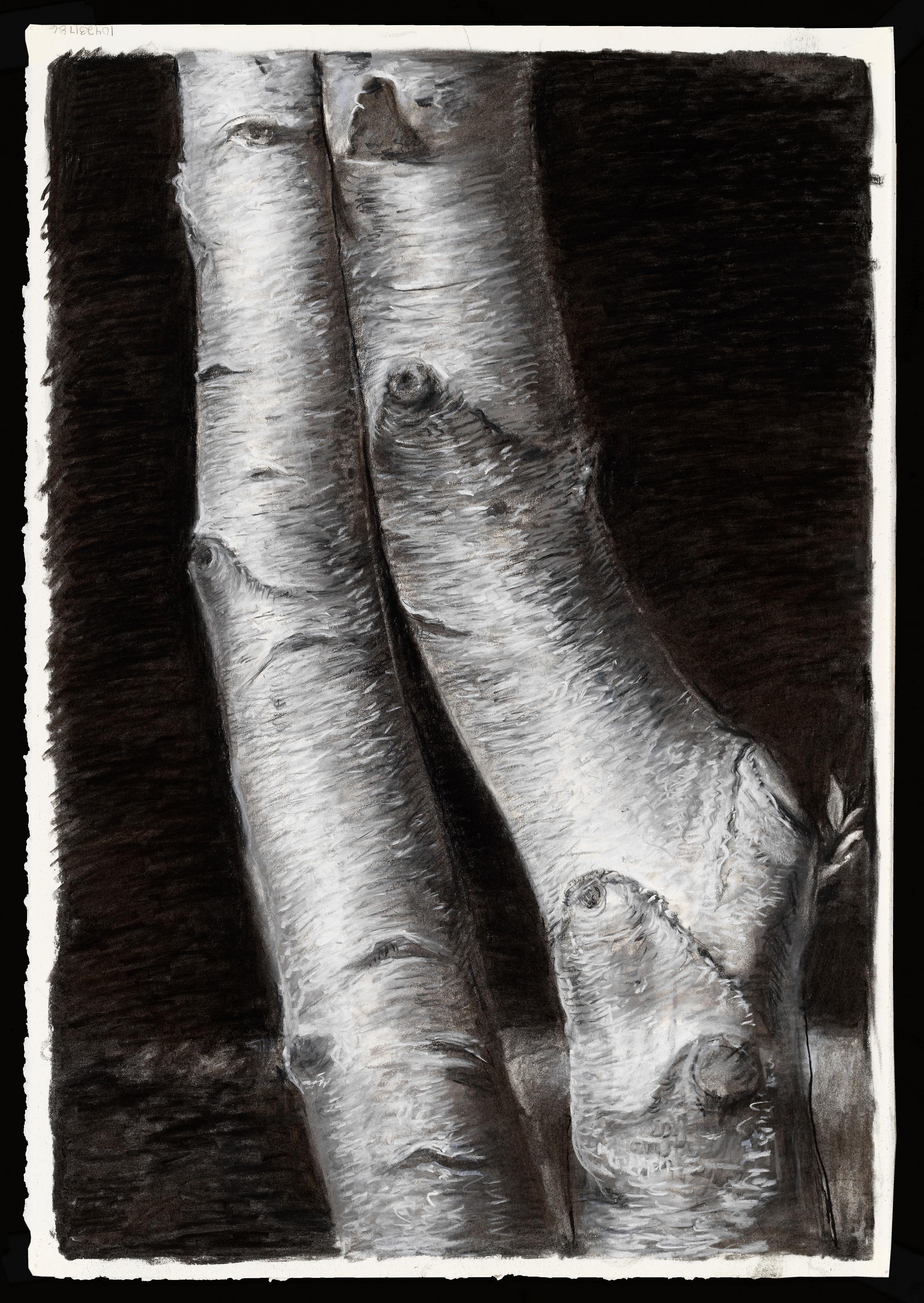 Bruno Surdo - Fusion, Two Grey Birch Tree Trunks, Mixed Media For Sale ...