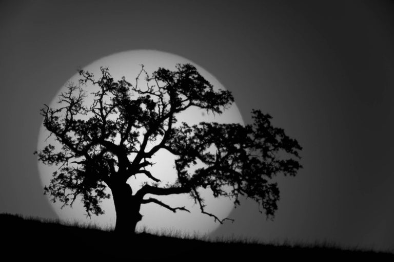 Bryant Austin - Summer Solstice For Sale at 1stDibs