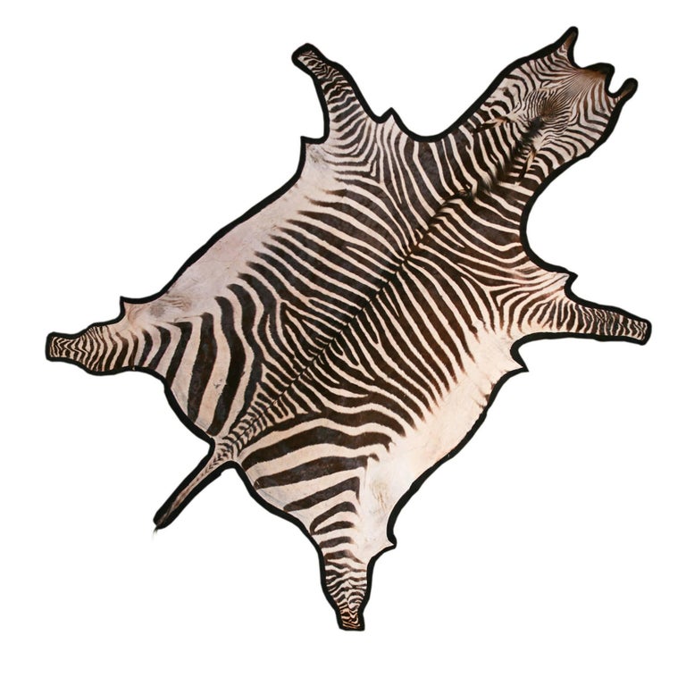 Burchell Zebra Skin Rug at 1stdibs