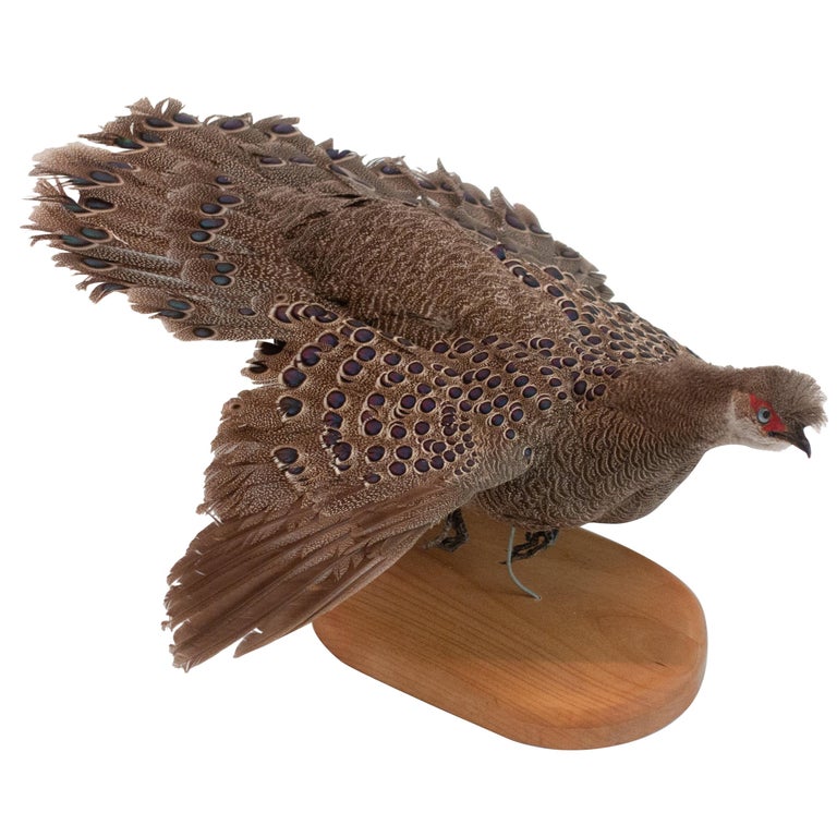 Burmese Peacock Pheasant Taxidermy at 1stDibs