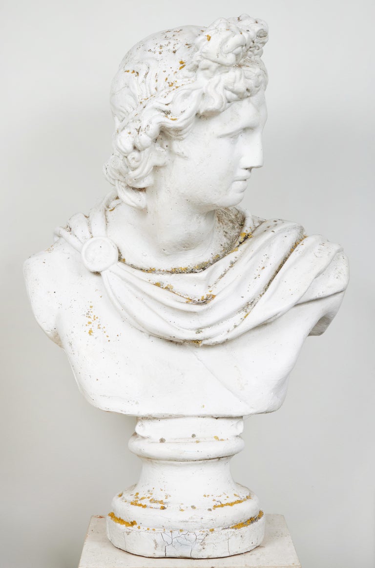 Bust, Apollo Belvedere at 1stDibs