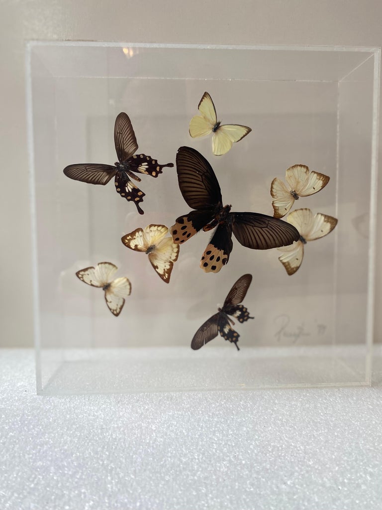 Butterflies in 2 Lucite Boxes For Sale at 1stDibs