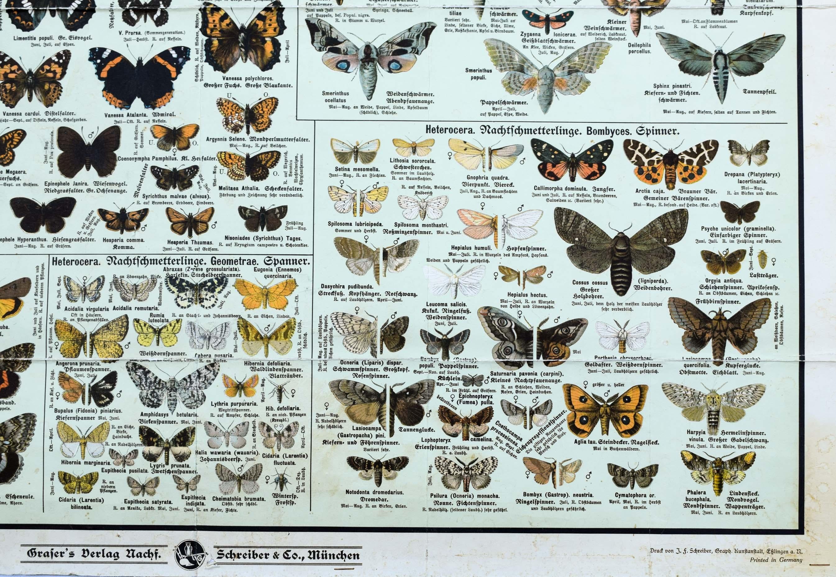 Butterflies, Vintage Wall Chart For Sale at 1stDibs