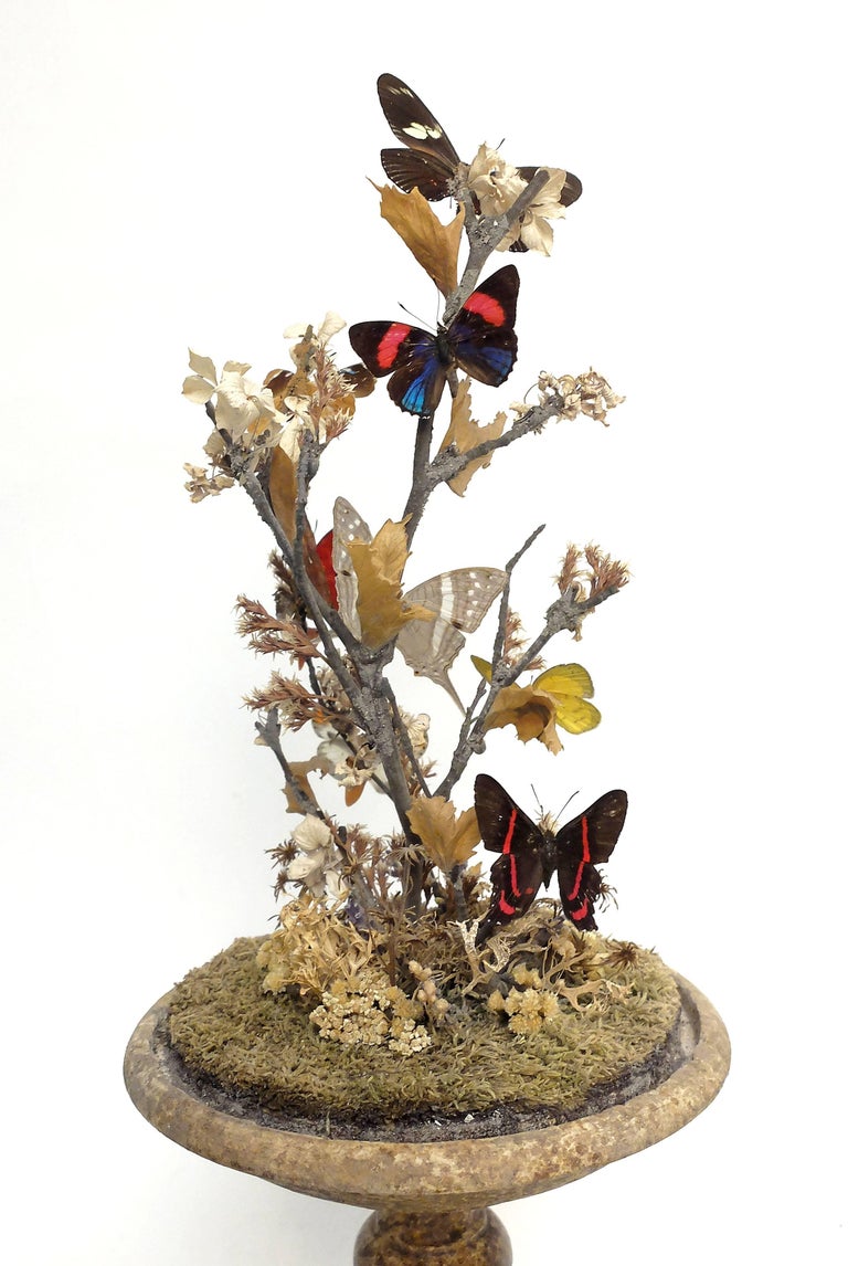 Butterfly Diorama, a Splendid Wunderkammer Natural Specimen, Italy ...