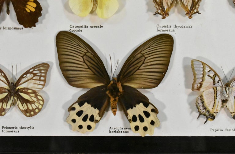 Butterfly Entomology Taxidermy Display Case For Sale at 1stDibs