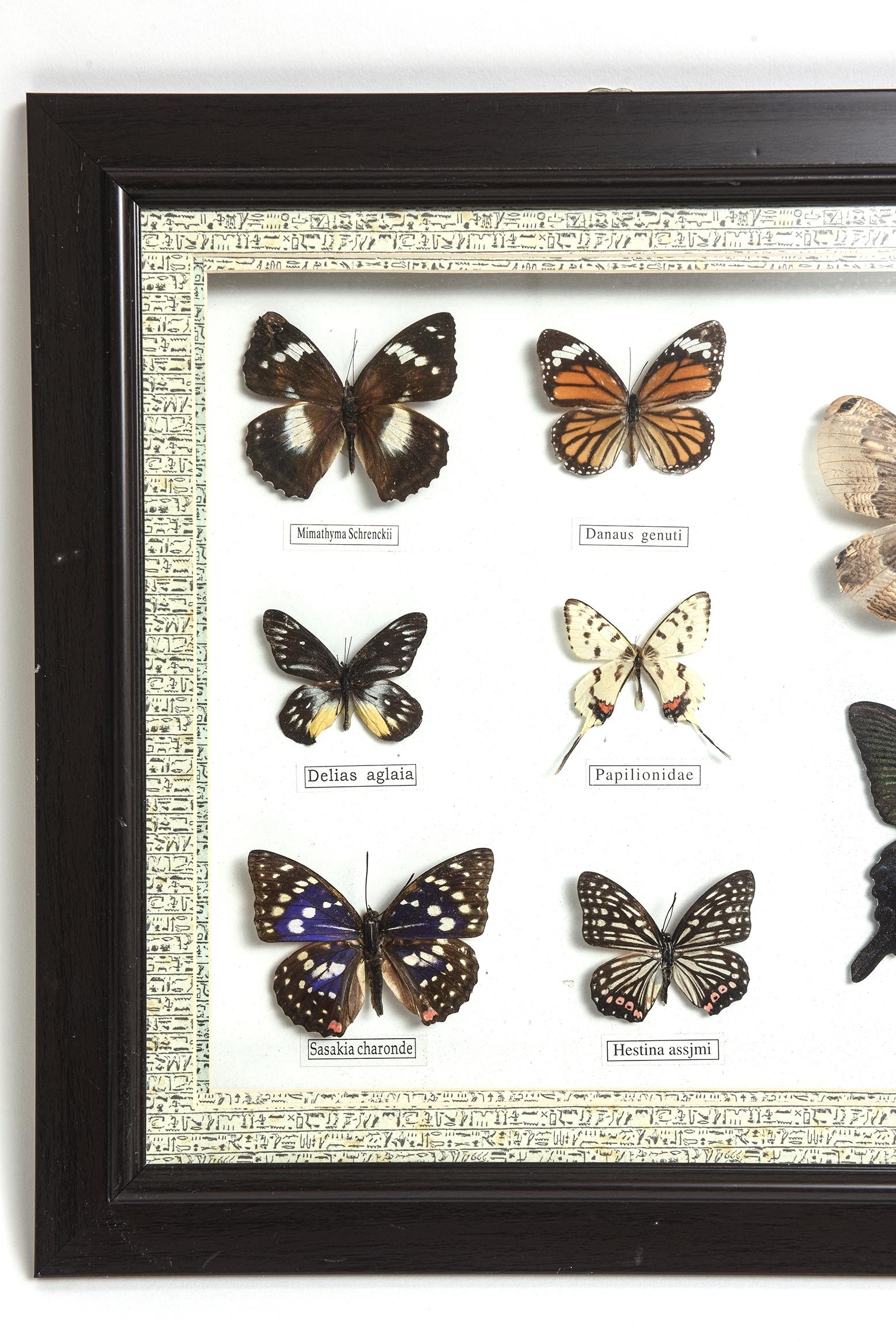 Butterfly Taxidermy Display at 1stDibs | butterfly display for sale