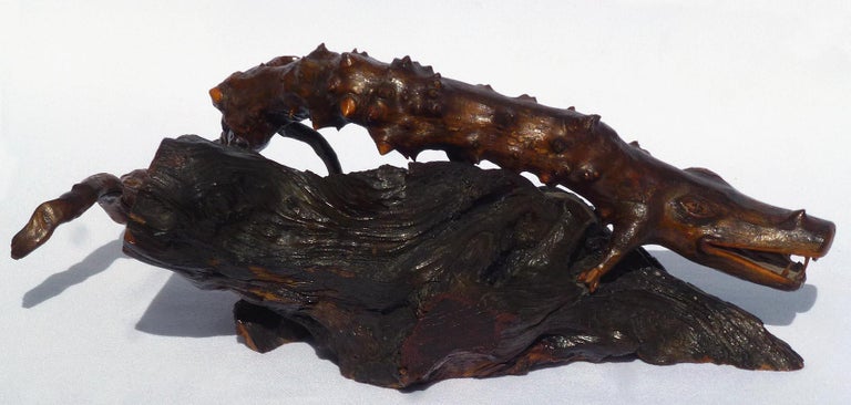 C. 1900 Root Carving of a Crocodile by Ned R. Young, Very Finely Carved ...