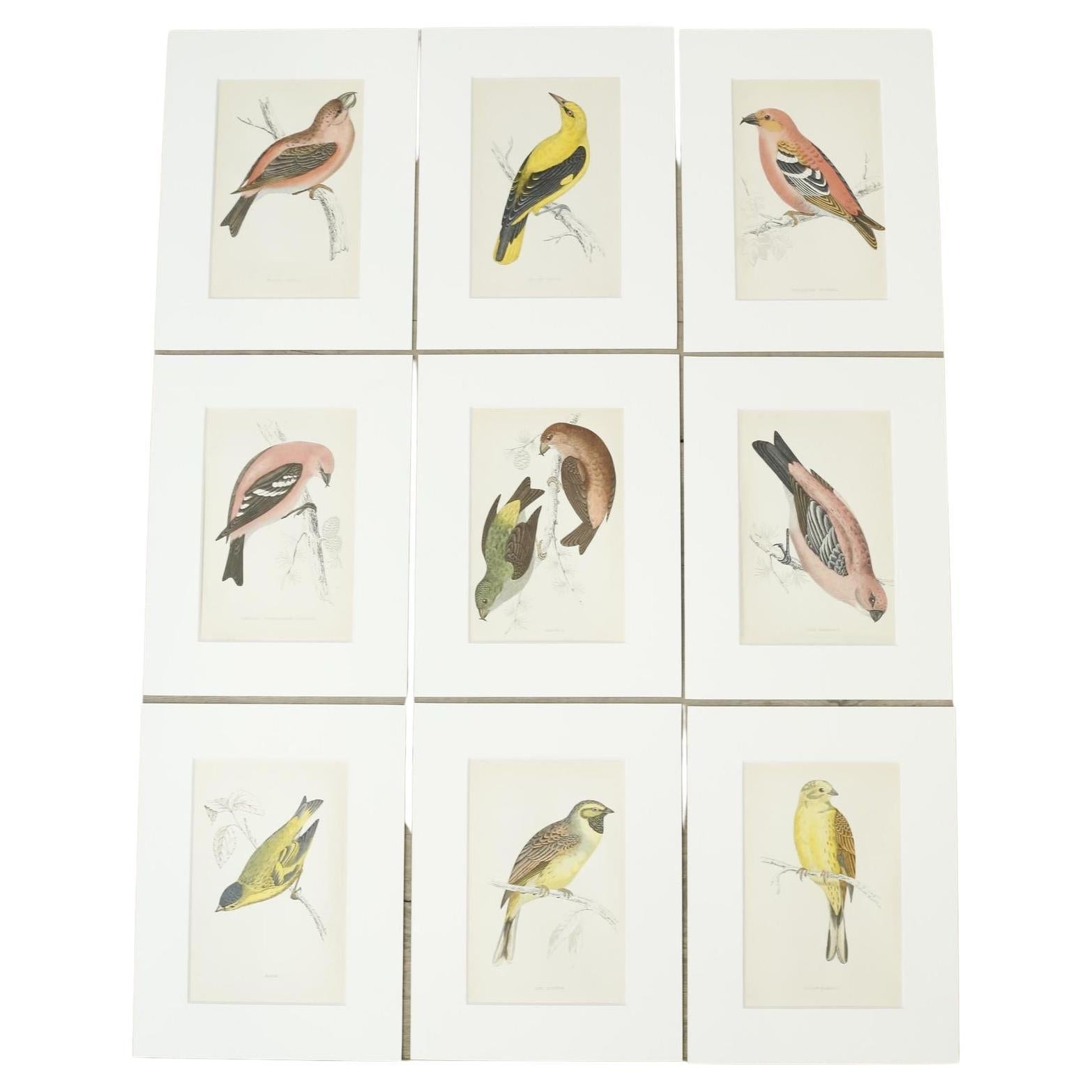 c.1895 British bird prints by Rev Morris - Colourful For Sale at 1stDibs
