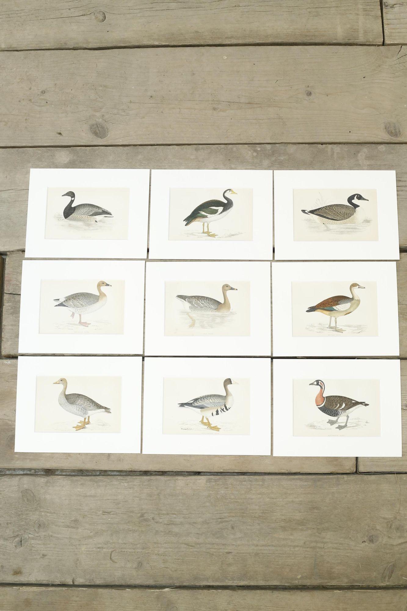 c.1895 British bird prints by Rev Morris - Geese For Sale at 1stDibs