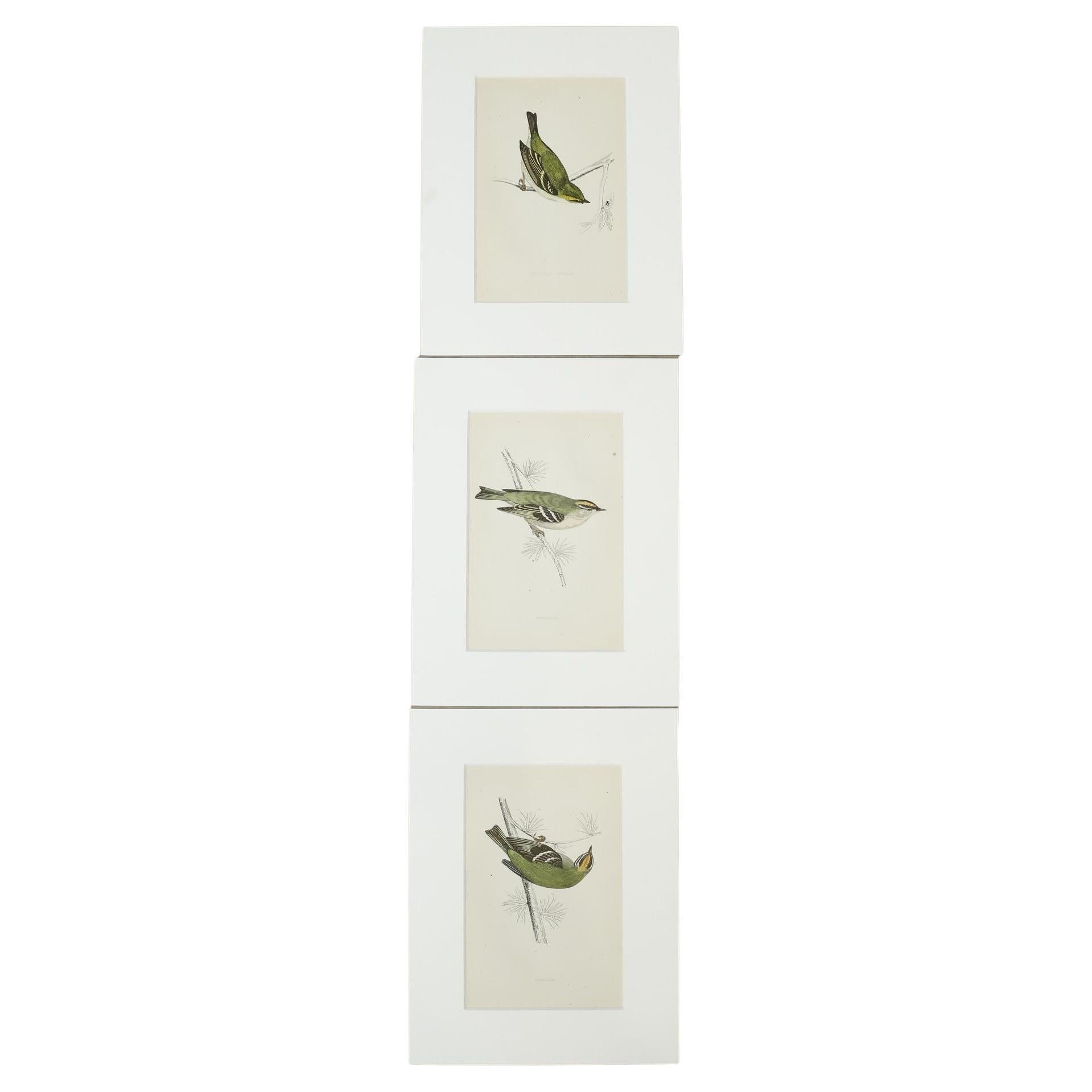 c.1895 British bird prints by Rev Morris - Green birds For Sale at 1stDibs