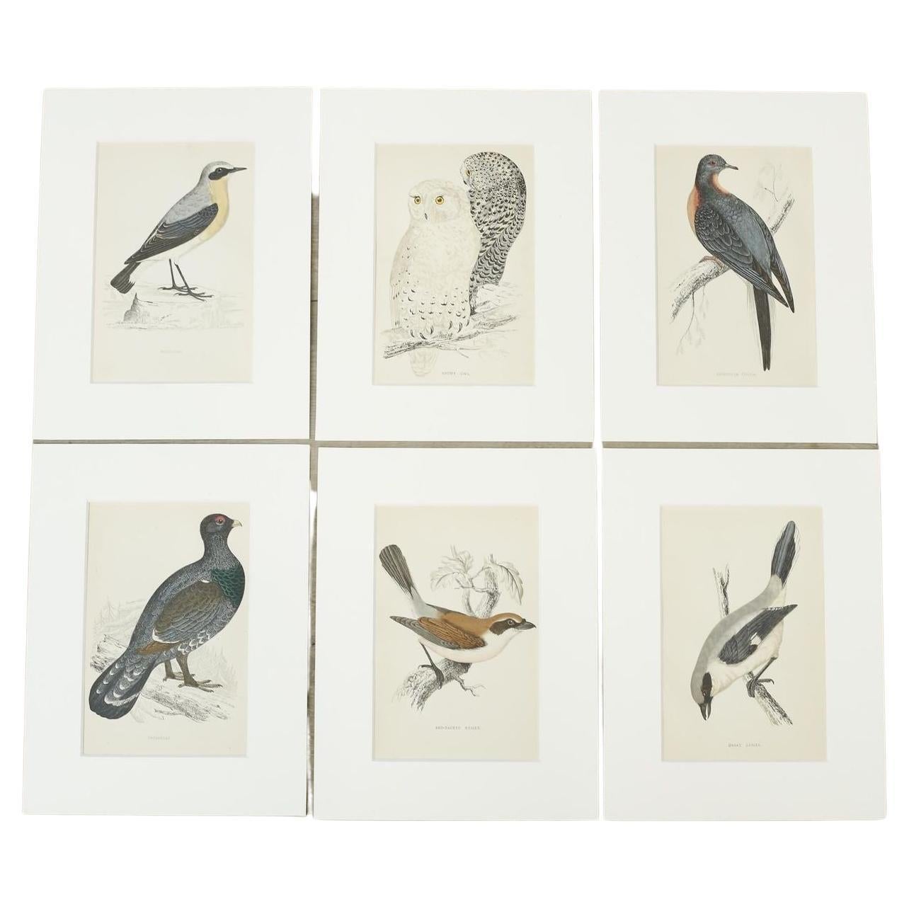 c.1895 British bird prints by Rev Morris - Grey colour For Sale at 1stDibs