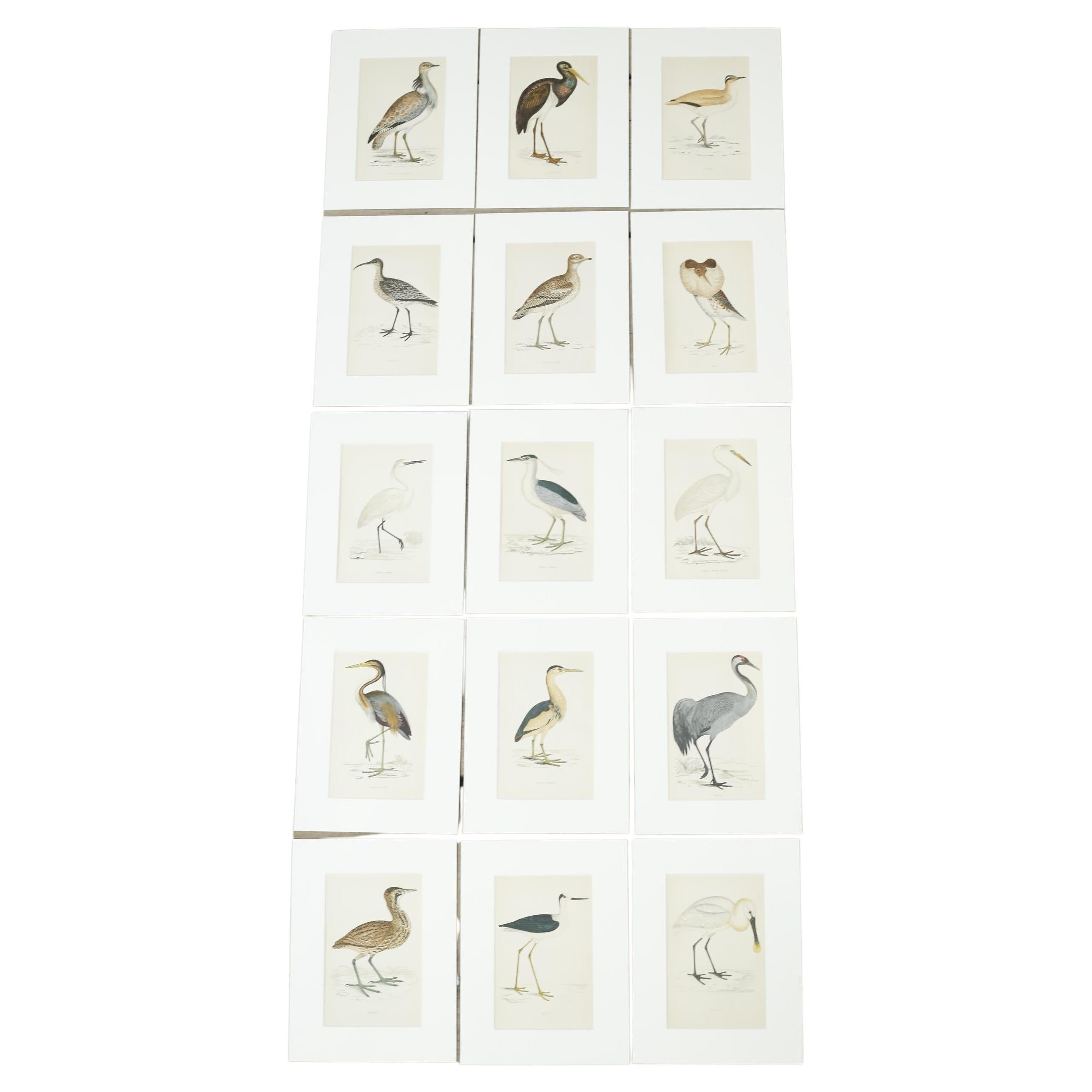 c.1895 British bird prints by Rev Morris - Long Billed For Sale at 1stDibs