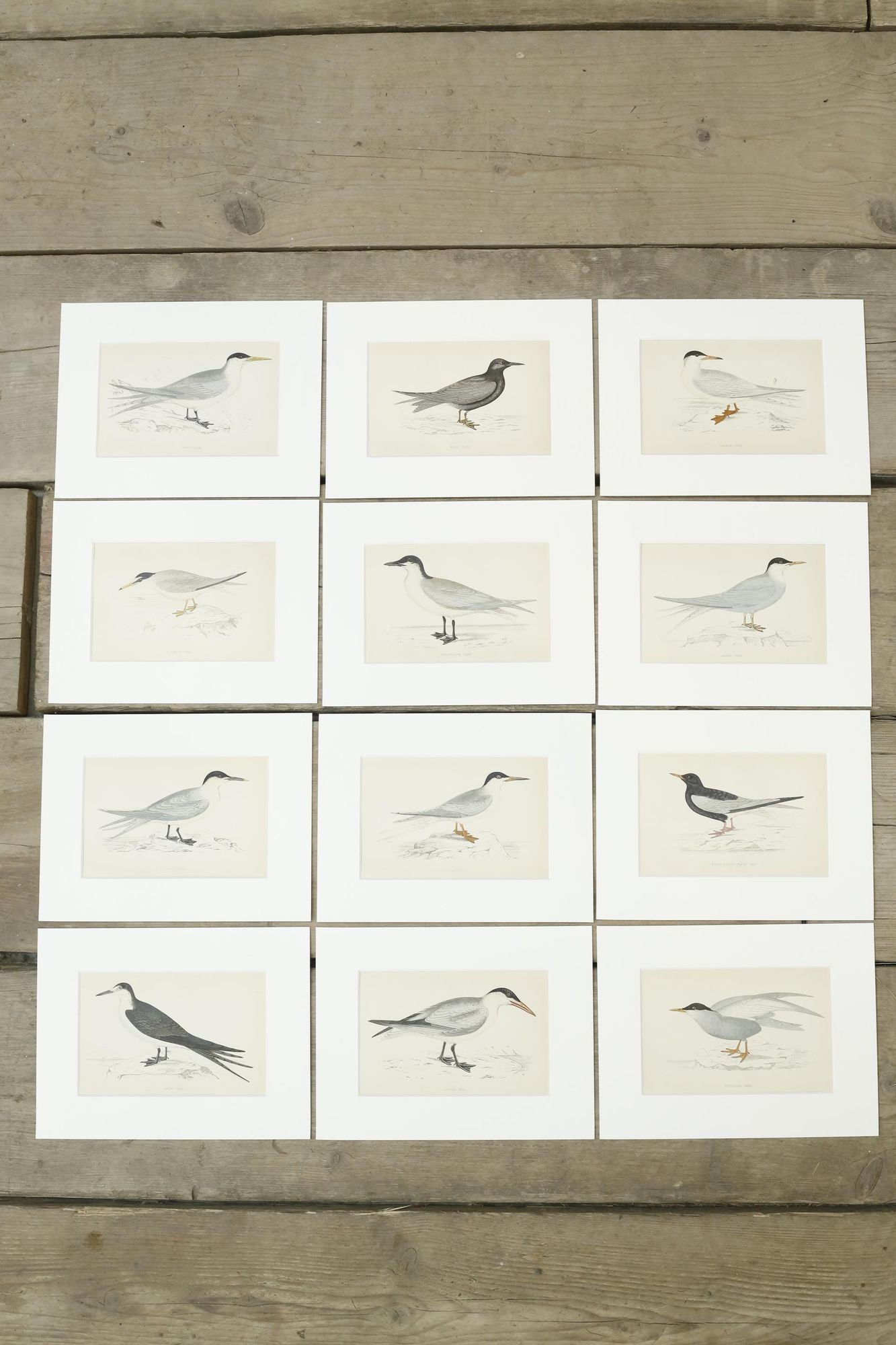 c.1895 British bird prints by Rev Morris - Terns For Sale at 1stDibs
