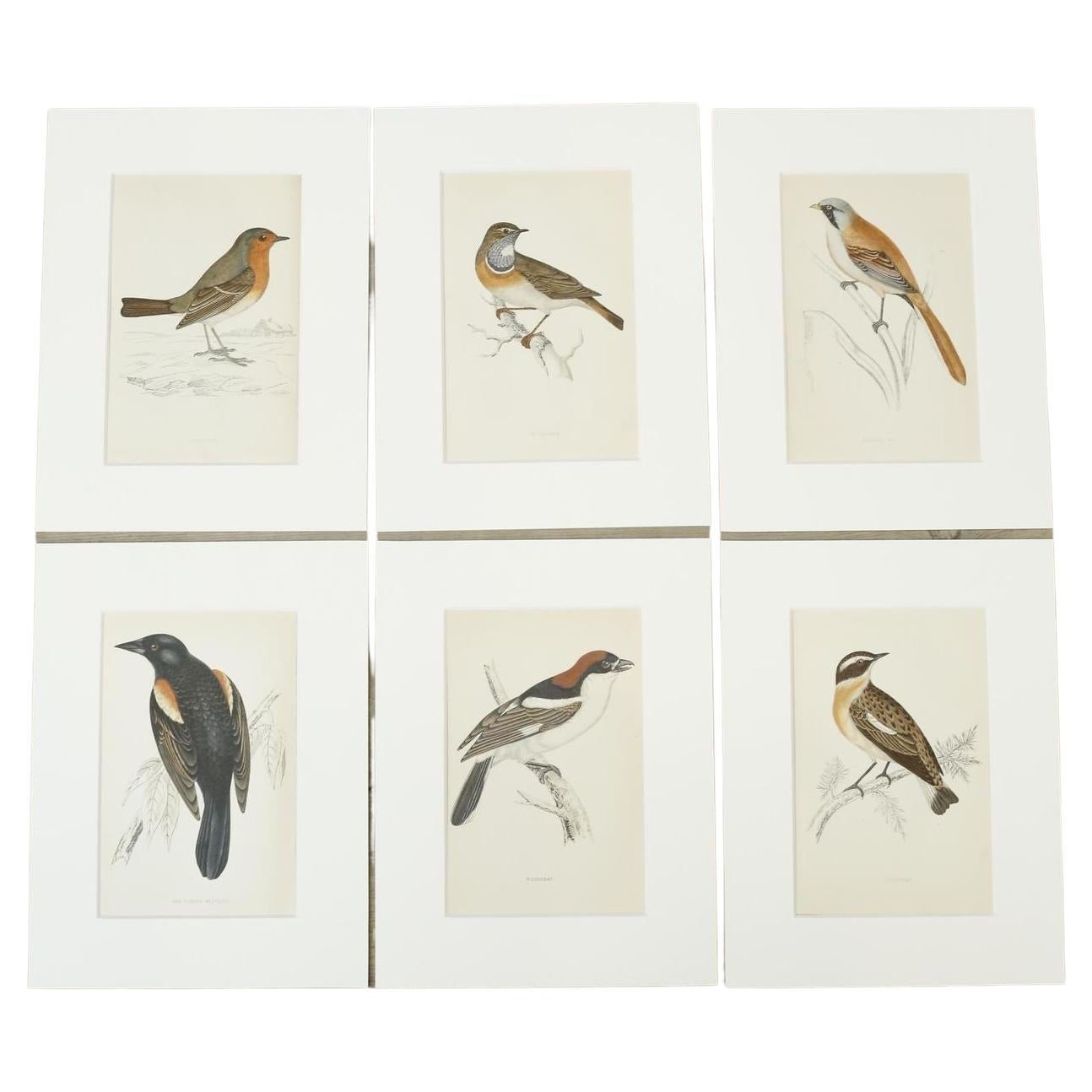 c.1895 British bird prints by Rev Morris - Thrush 1 For Sale at 1stDibs