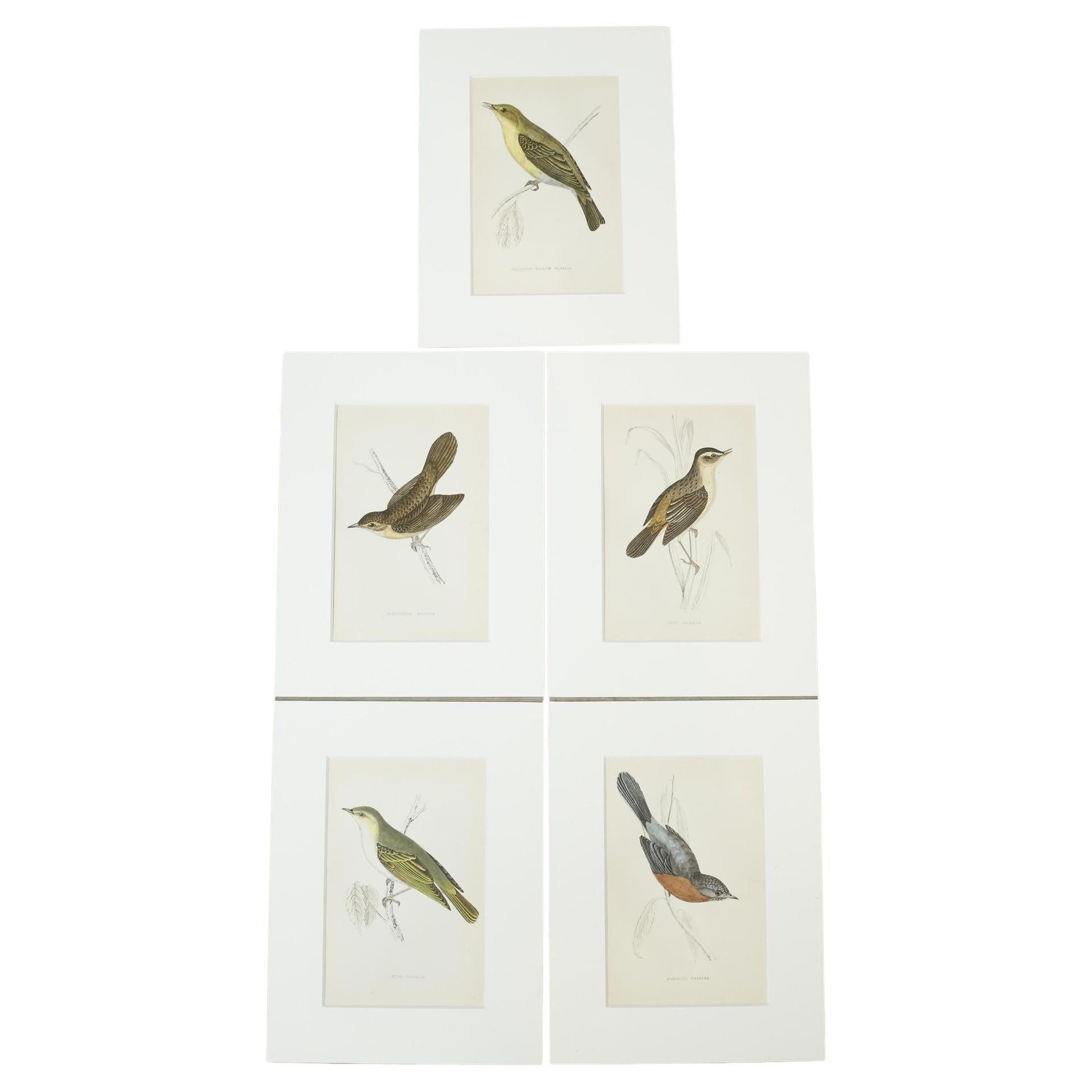 c.1895 British bird prints by Rev Morris - Game birds 1 For Sale at 1stDibs