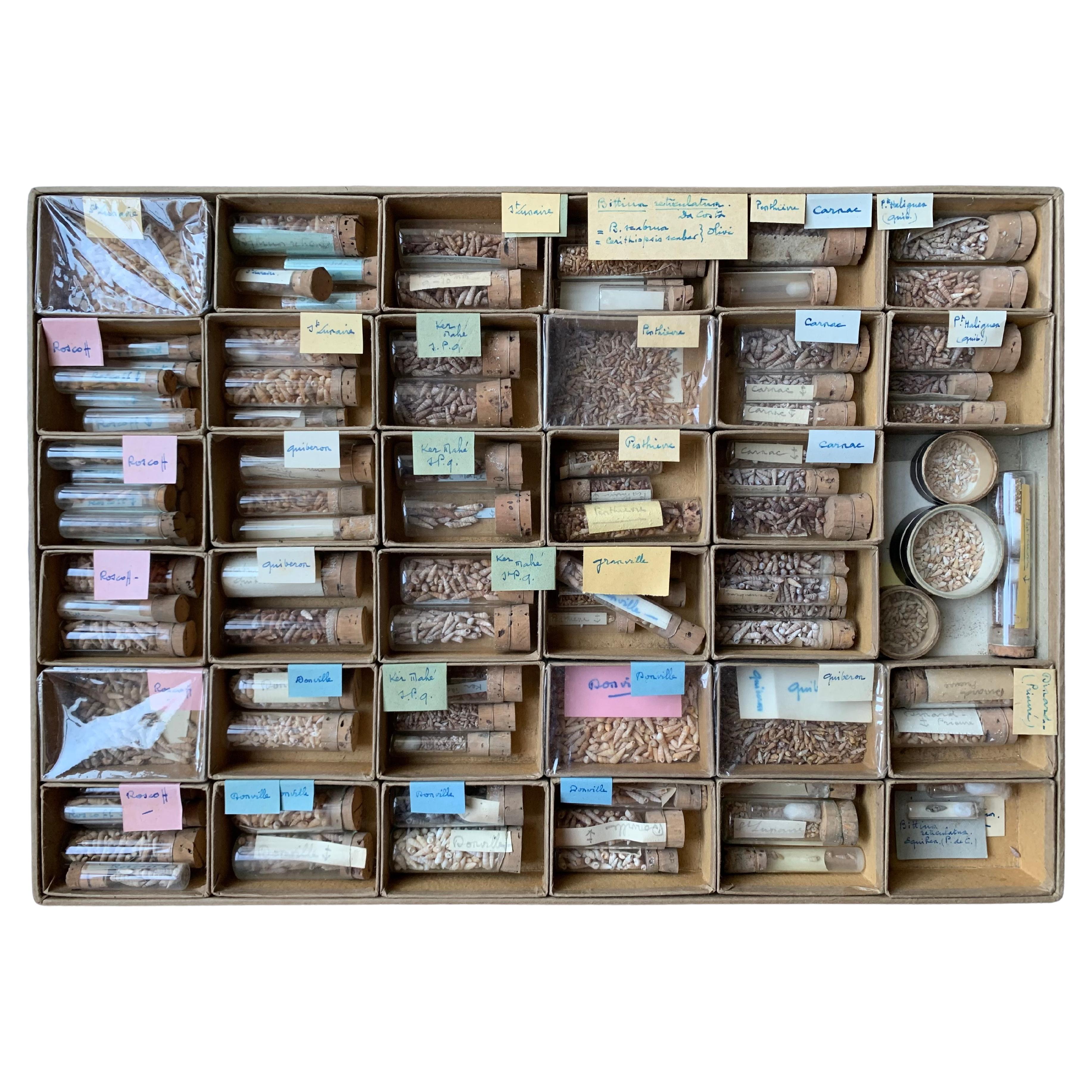 Collection of Authentic Turtle Shells on Steel Display Stands at 1stDibs