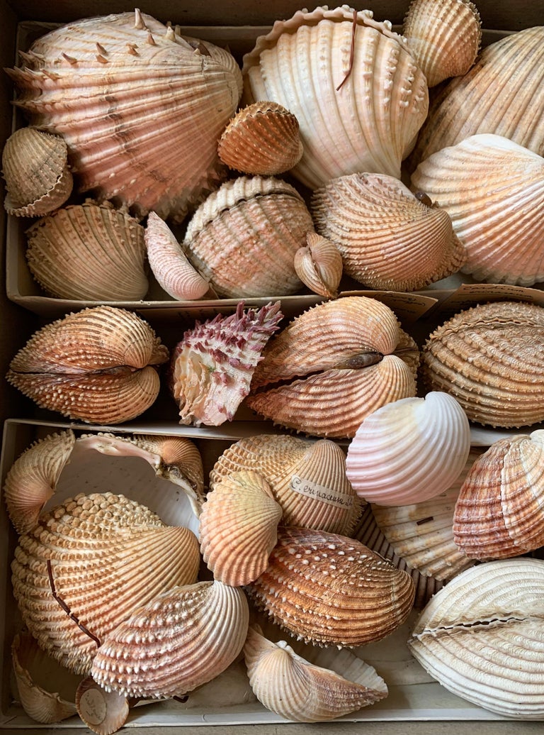 Curiosity Cabinet Naturalism Collection of Shell, Circa 1900 For Sale ...