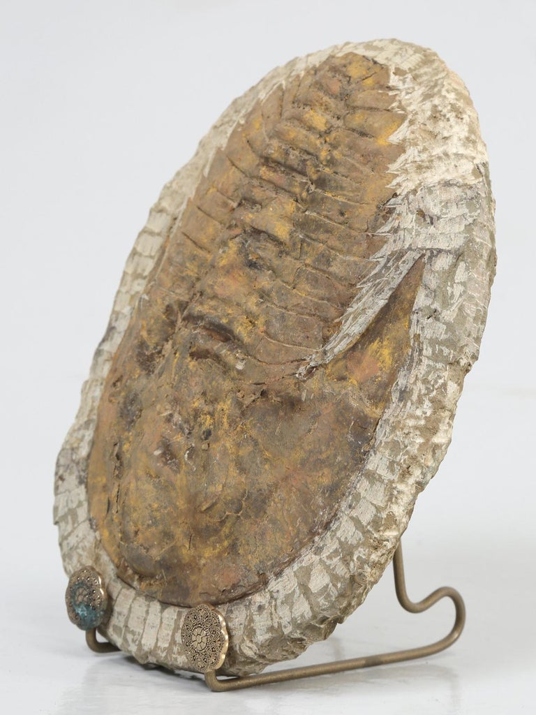 Cambropallas Trilobite Fossil from Morocco For Sale at 1stDibs