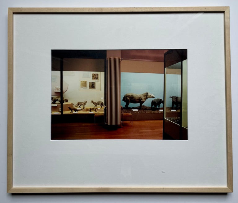 Candida Hofer - Naturhistorisches Museum Basel For Sale at 1stDibs