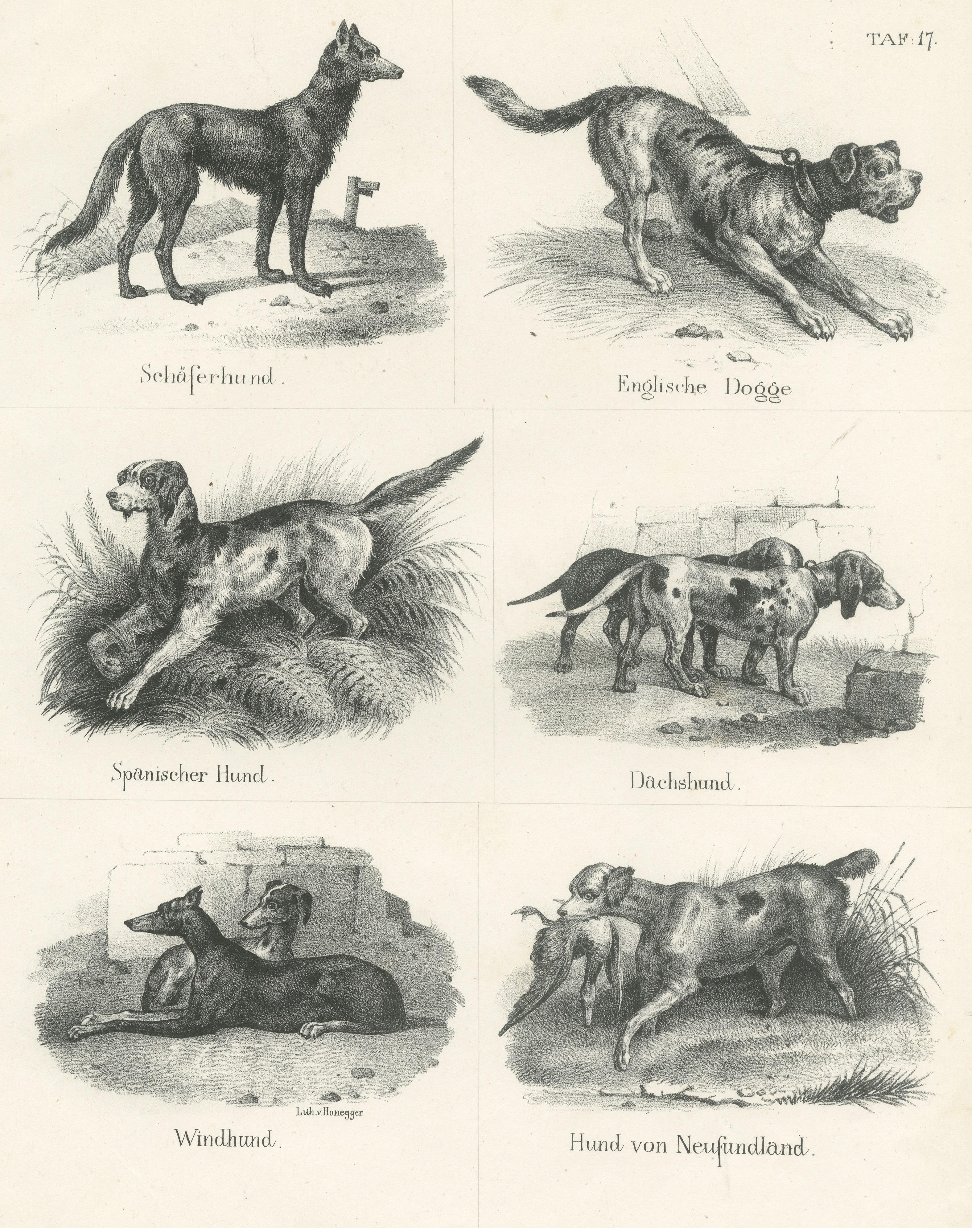 Canine Breeds: A Collection of 19th Century Dog Illustrations, circa ...