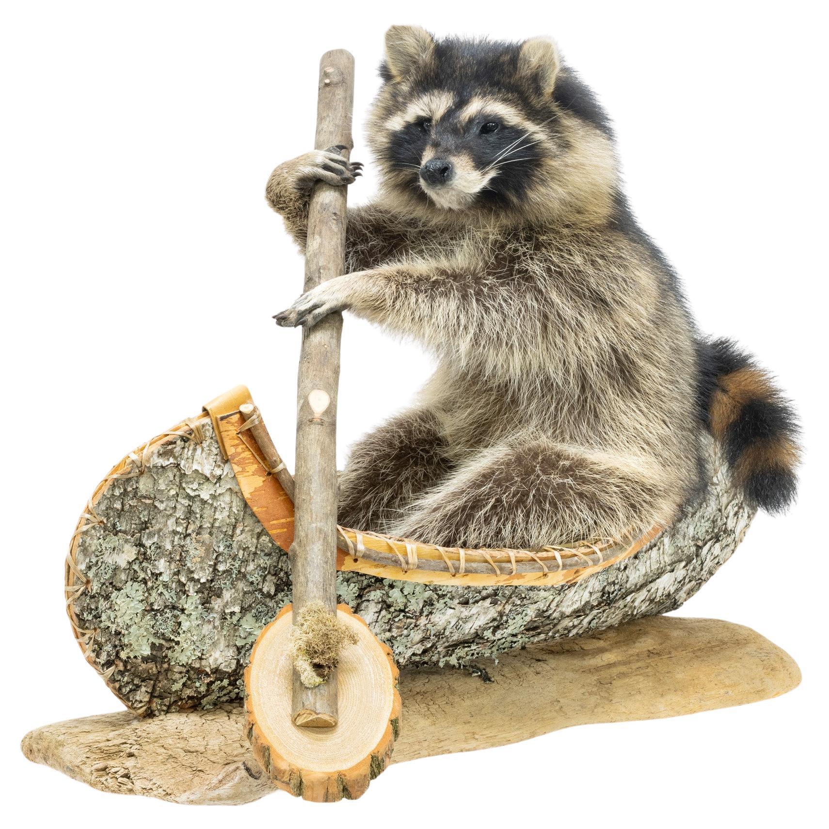 Canoeing Raccoon Taxidermy Mount For Sale at 1stDibs