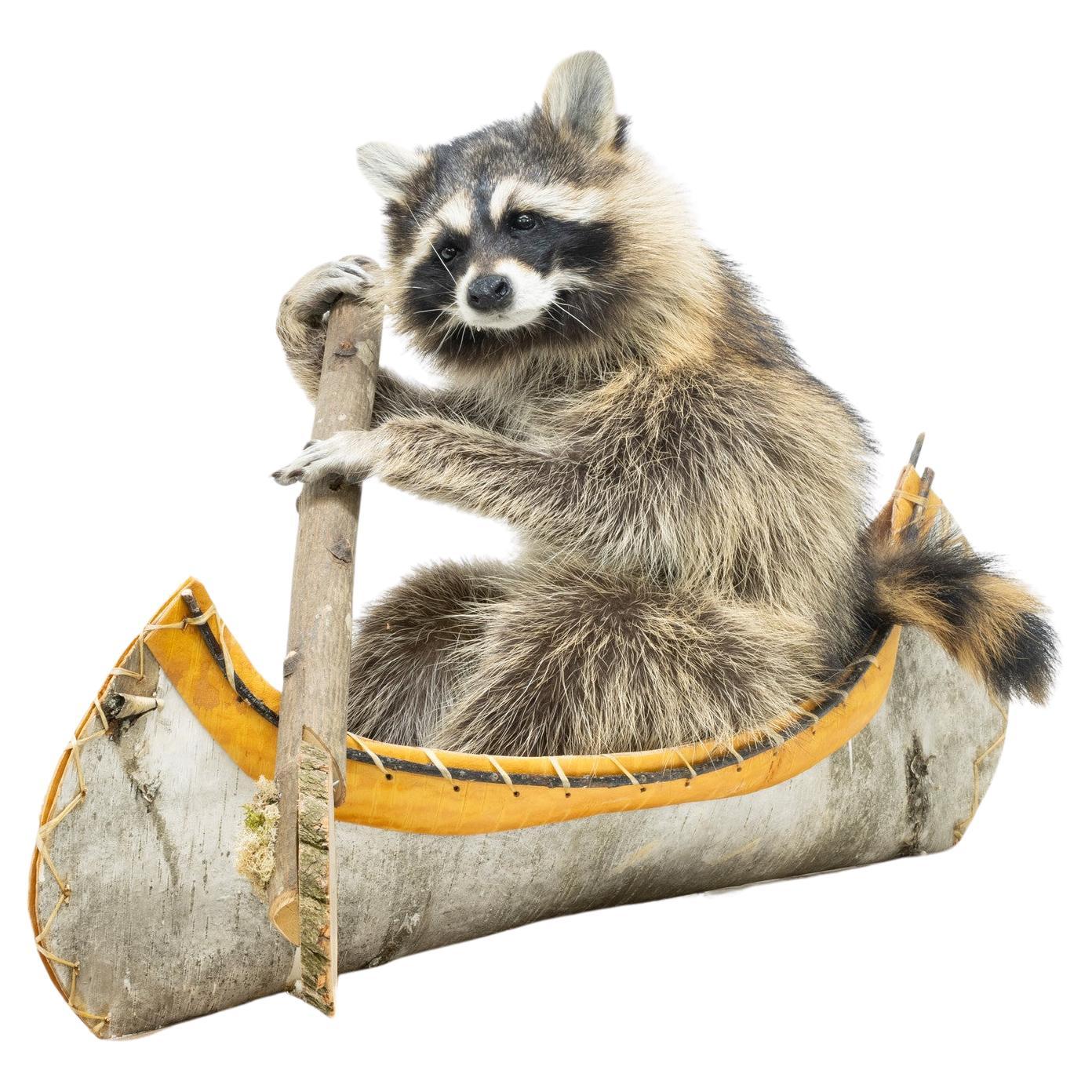 Canoeing Raccoon Taxidermy Mount For Sale at 1stDibs