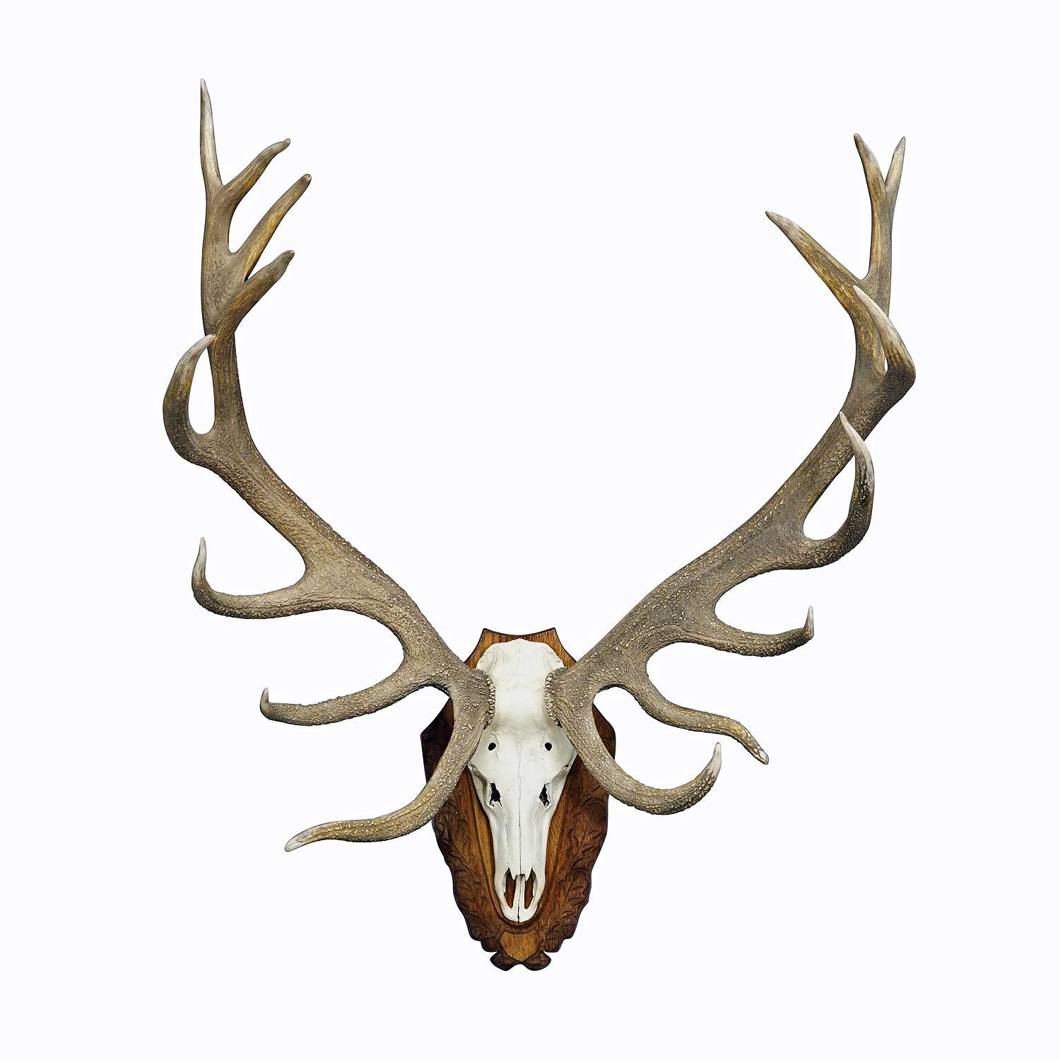 Capital Black Forest 16 Pointer Deer Trophy on Wooden Plaque at 1stDibs