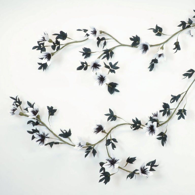 Carlton Scott Sturgill - Tuxedo Clematis (Clematis tuxedis) For Sale at ...