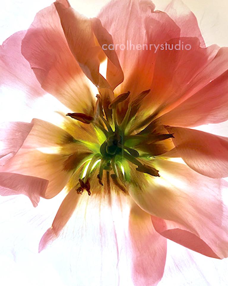 Carol Henry - Lisianthus Pink Flower Still LIfe For Sale at 1stDibs