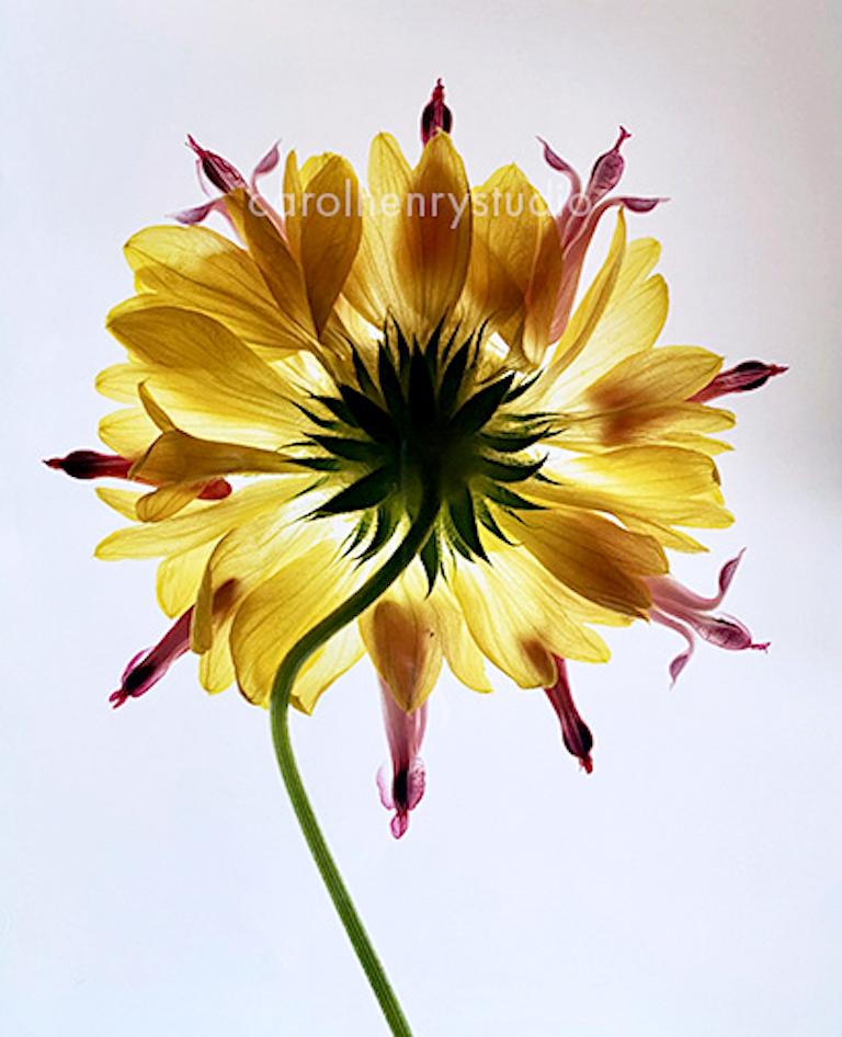 Carol Henry - Sola (Yellow Flower) For Sale at 1stDibs