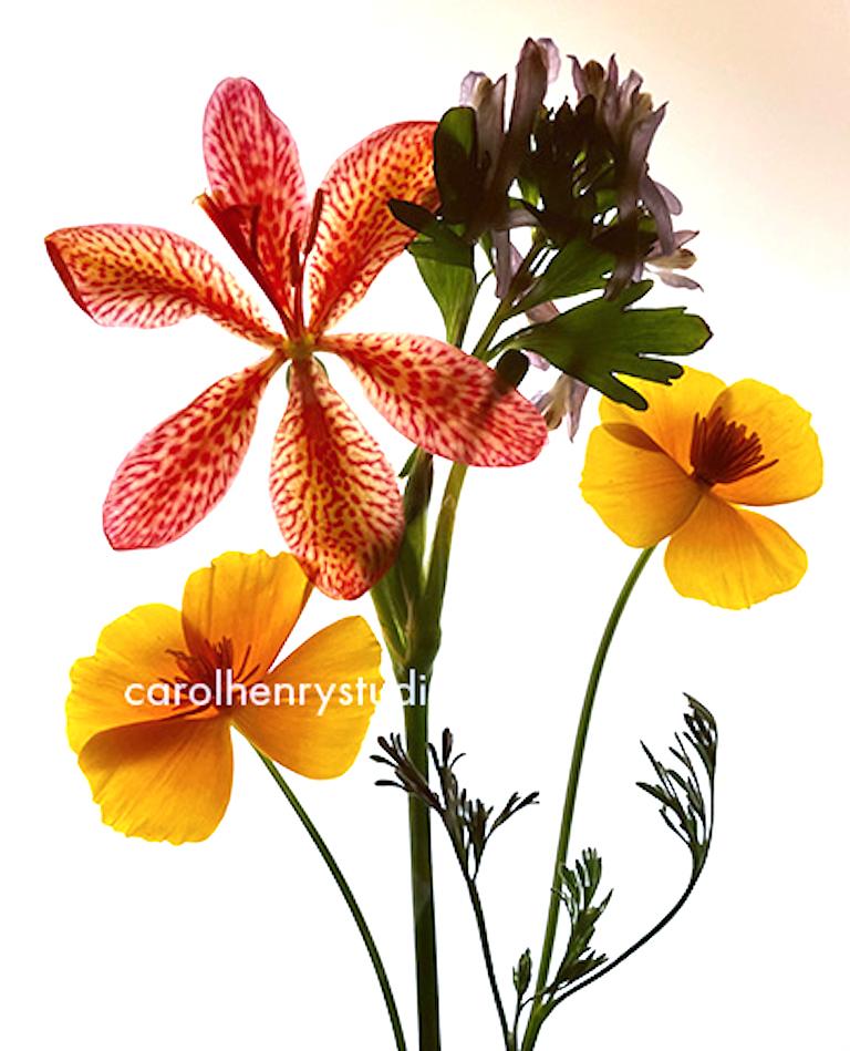 Carol Henry - Spring Bloom - Flower Still LIfe For Sale at 1stDibs