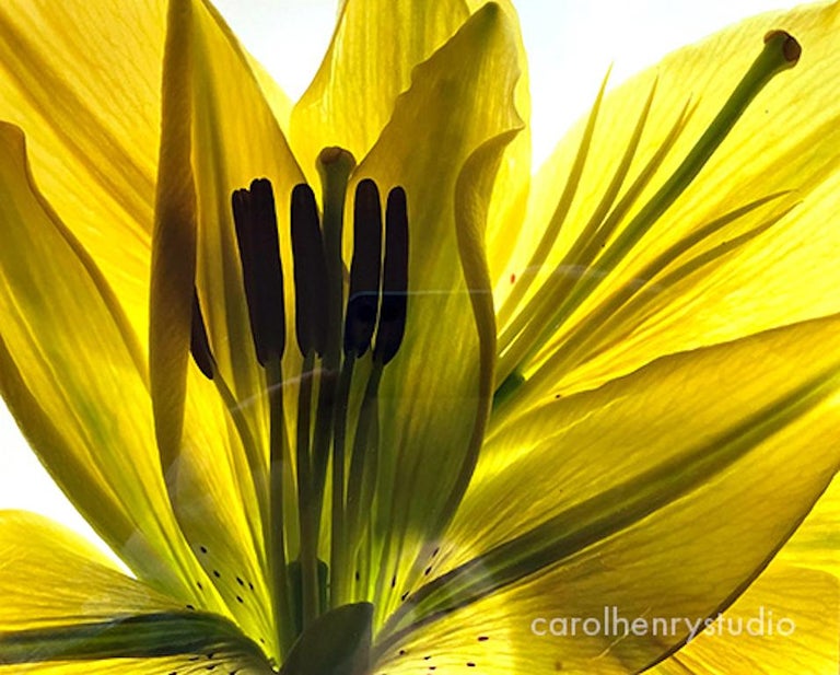 Carol Henry - Yellow Lillies - Flower Still Life For Sale at 1stDibs