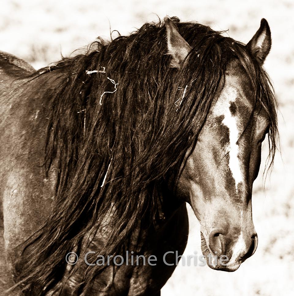 Caroline Christie - Stallion (60" x 60") For Sale at 1stDibs