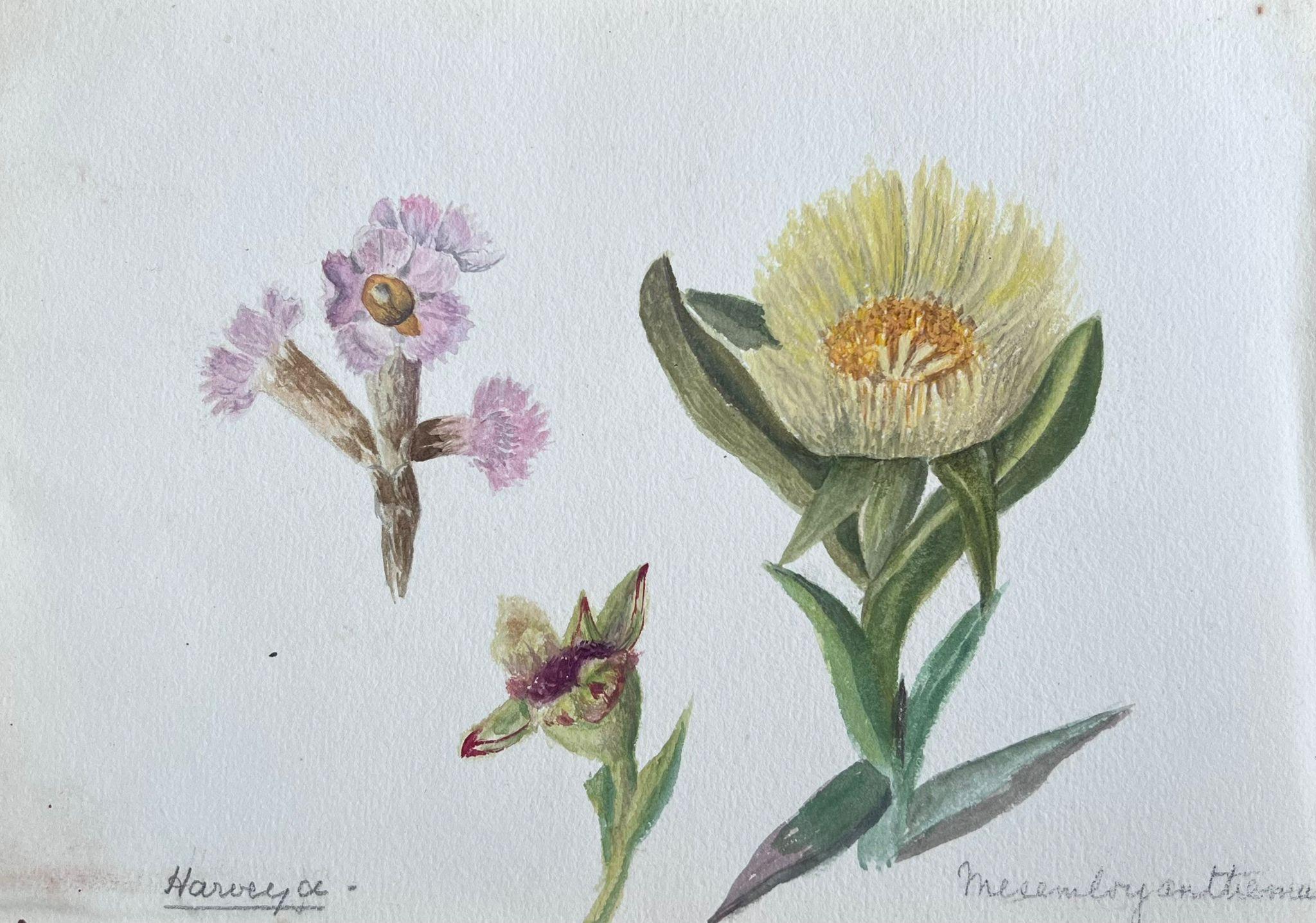 Caroline Worsley - Fine Antique British Botanical Paintings Three ...